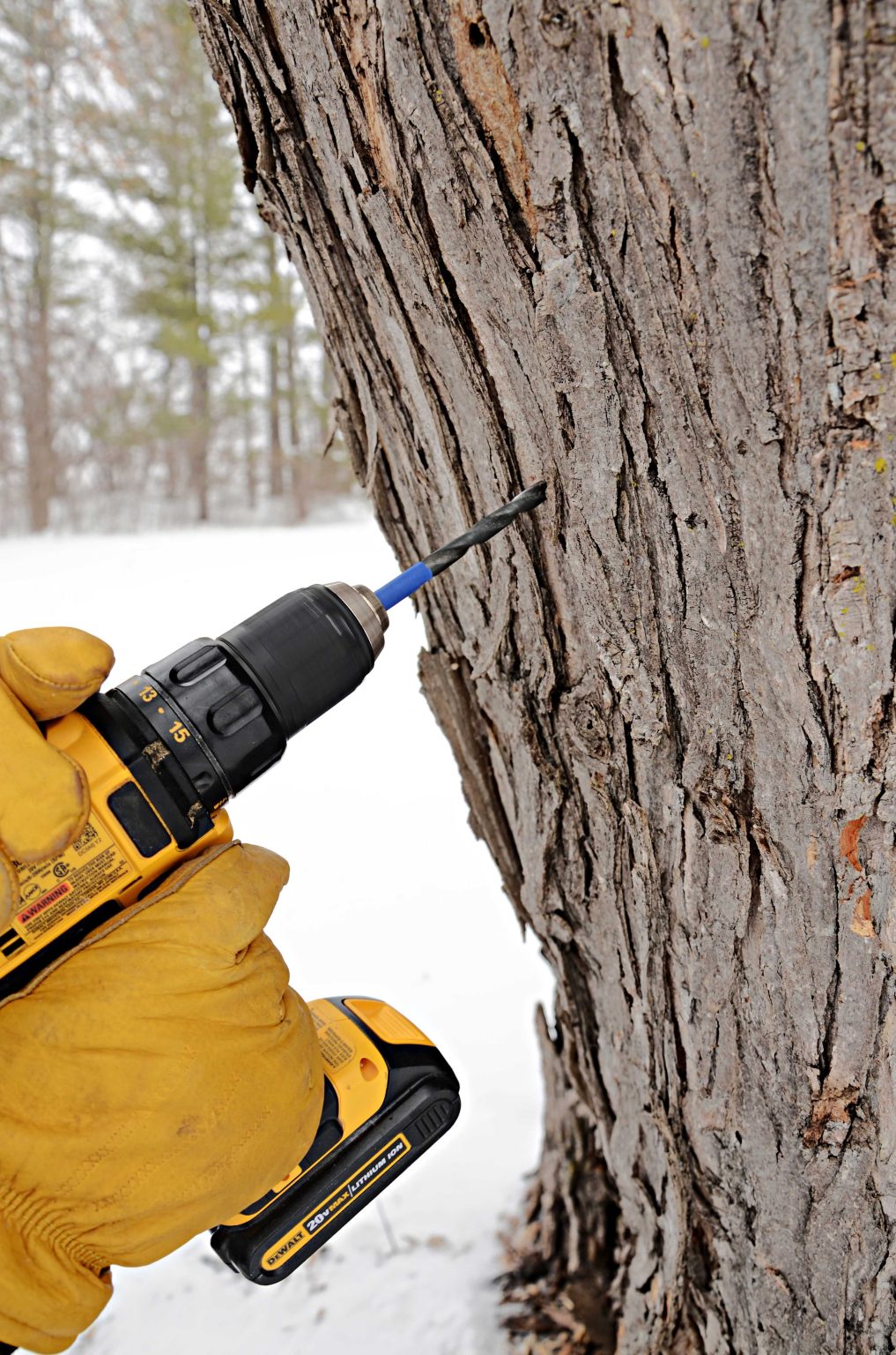Learn How to Tap Backyard Maple Trees for Maple Syrup - Lockrem Homestead