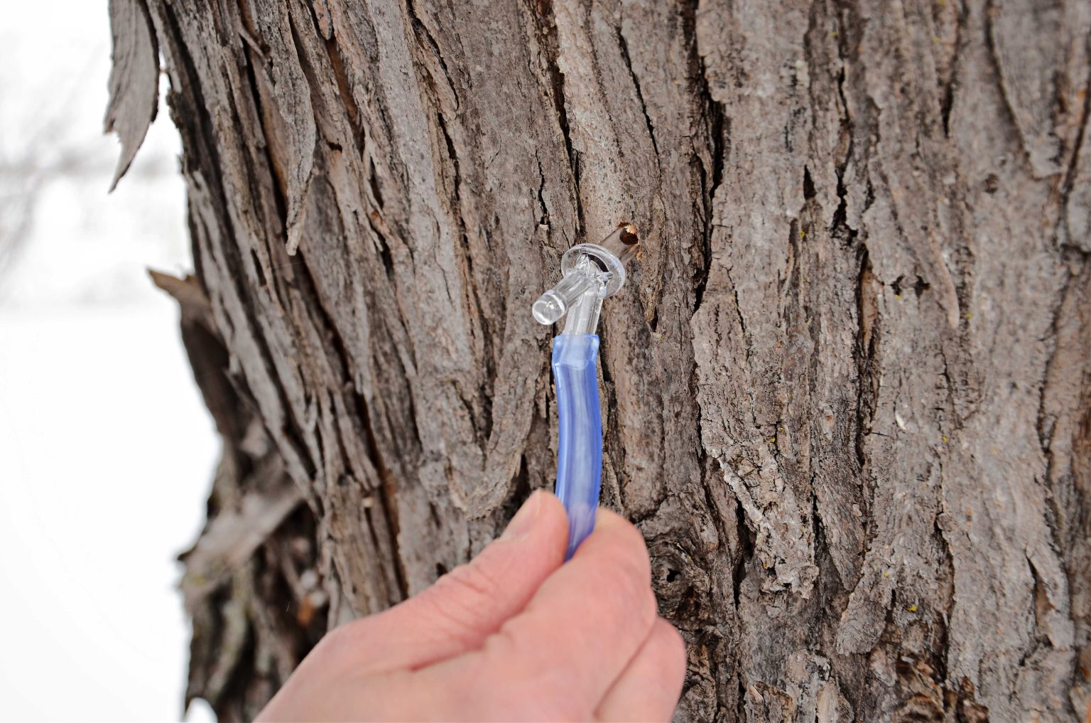 Learn How to Tap Backyard Maple Trees for Maple Syrup - Lockrem Homestead